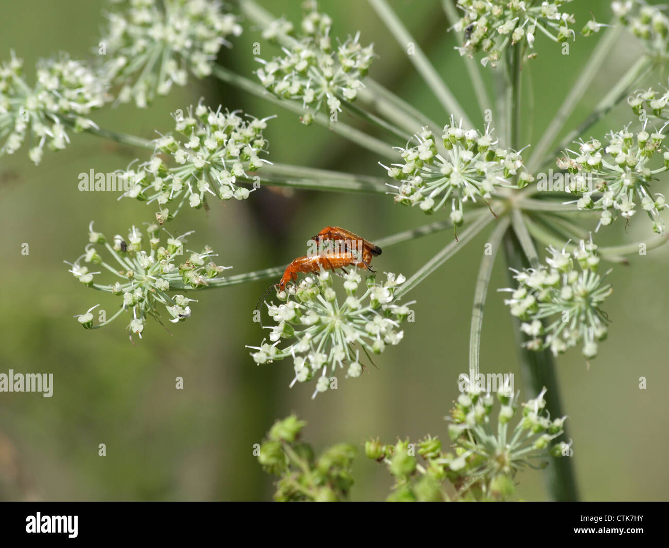 insects on a plant Stock Photo - Alamy