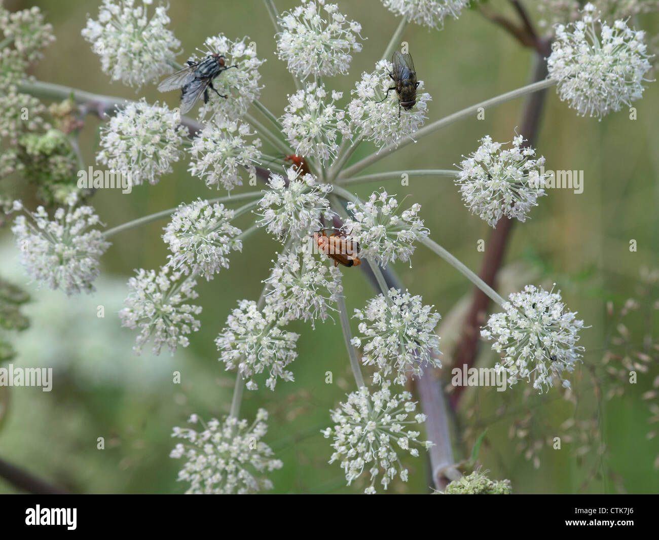 insects on a plant Stock Photo - Alamy