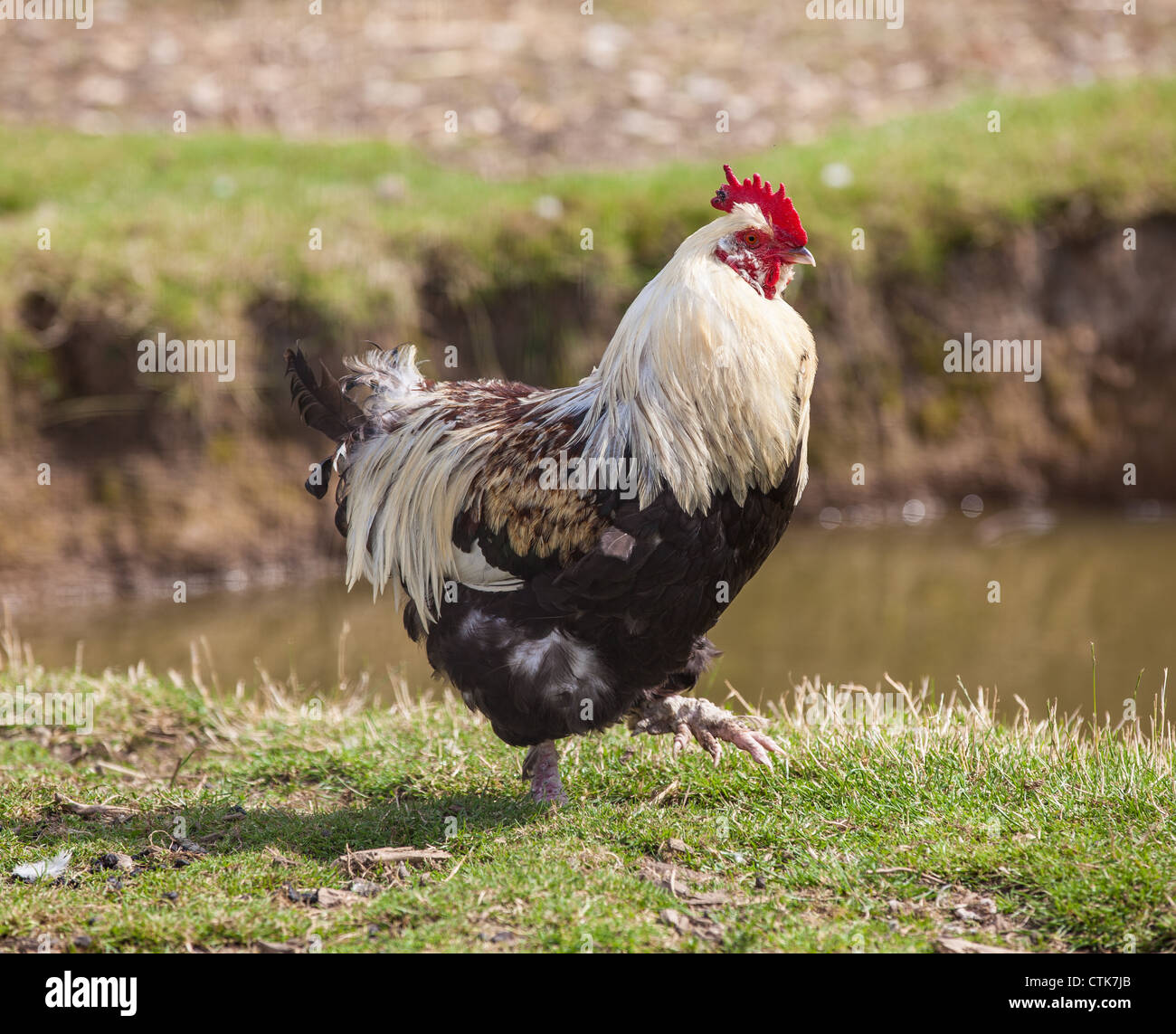 proud cockerel strutting in farm Stock Photo - Alamy