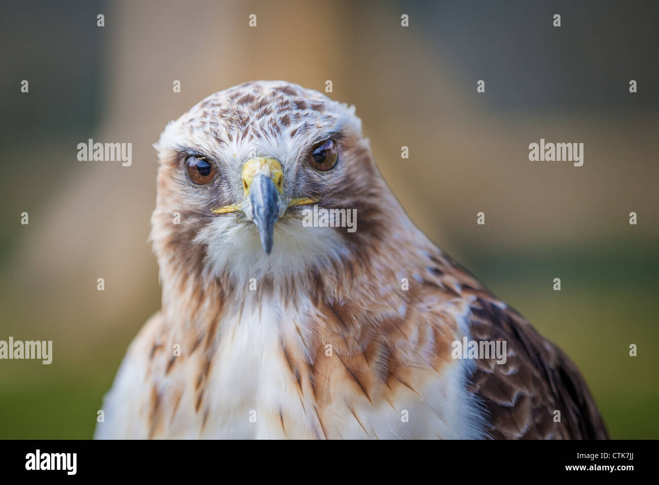 Red tailed hawk looking head on Stock Photo - Alamy