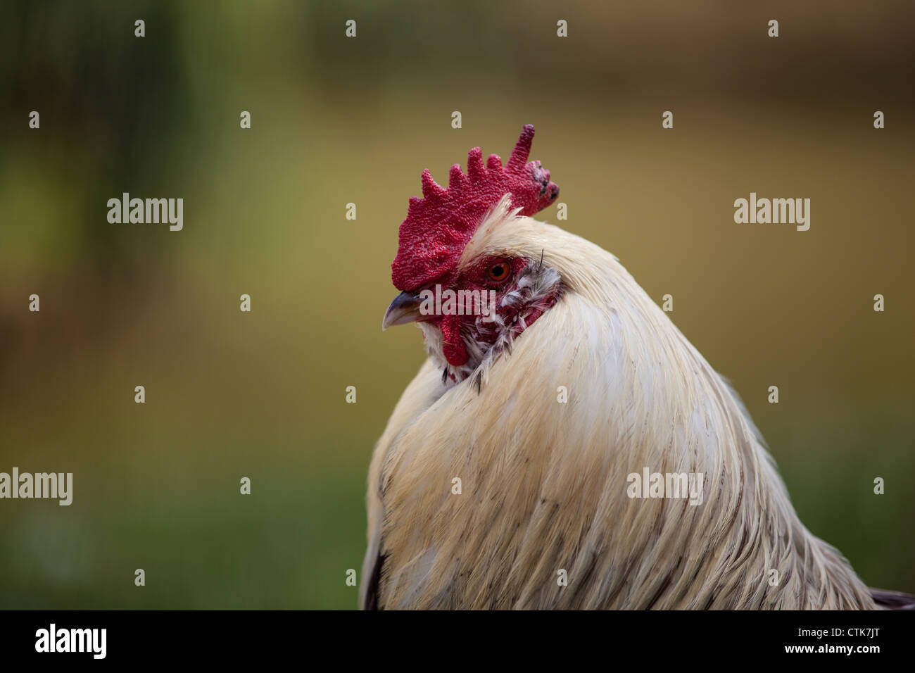 portrait of a cockerel Stock Photo - Alamy