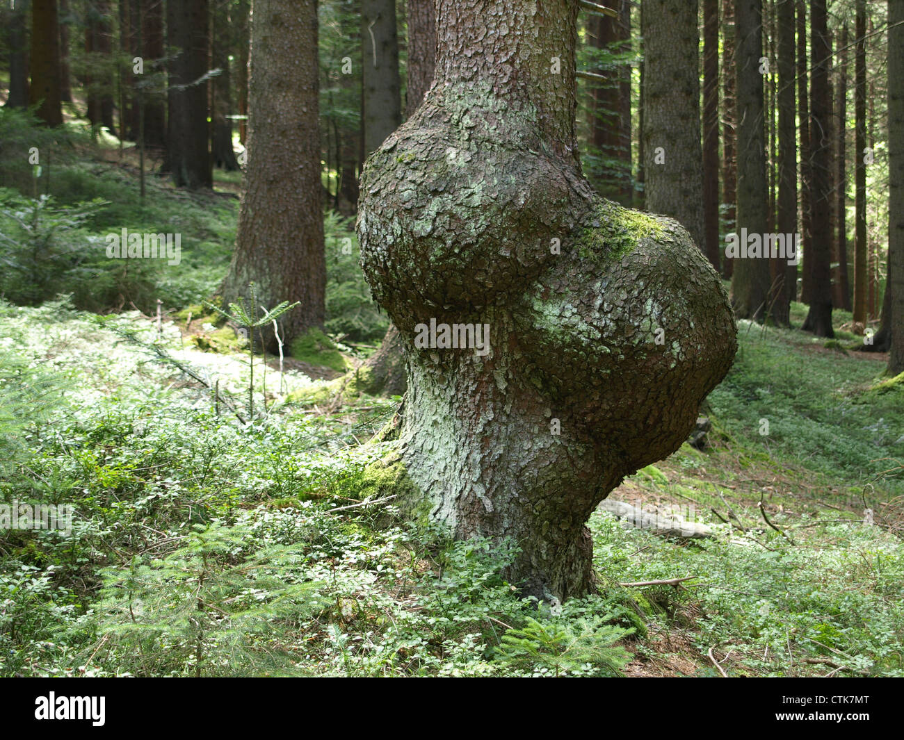 Big brown trees hi-res stock photography and images - Alamy