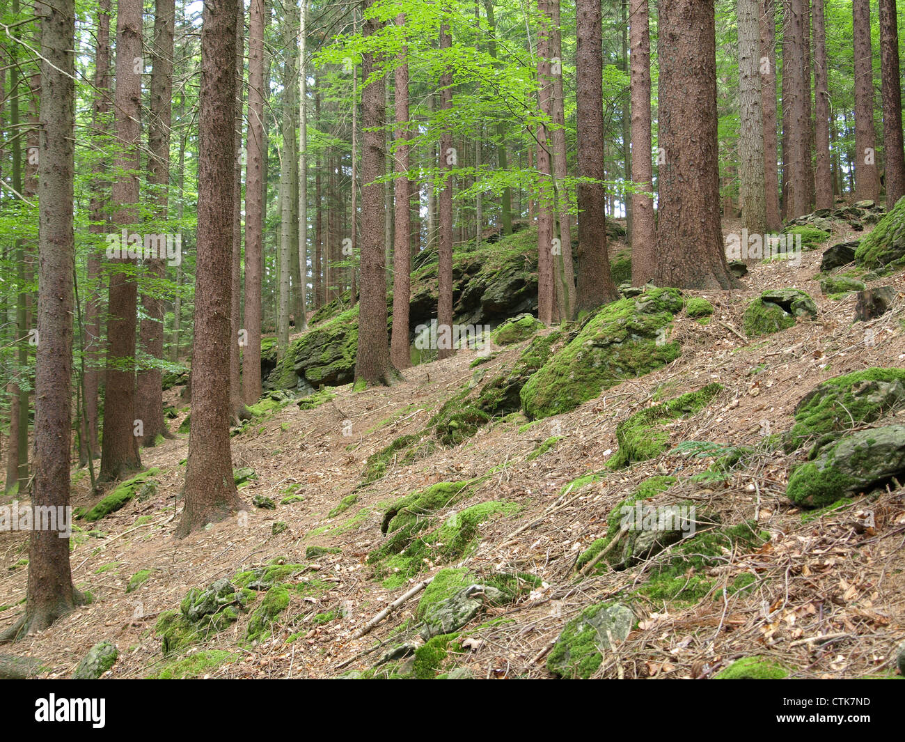 Wood landscape / Wald Landschaft Stock Photo - Alamy