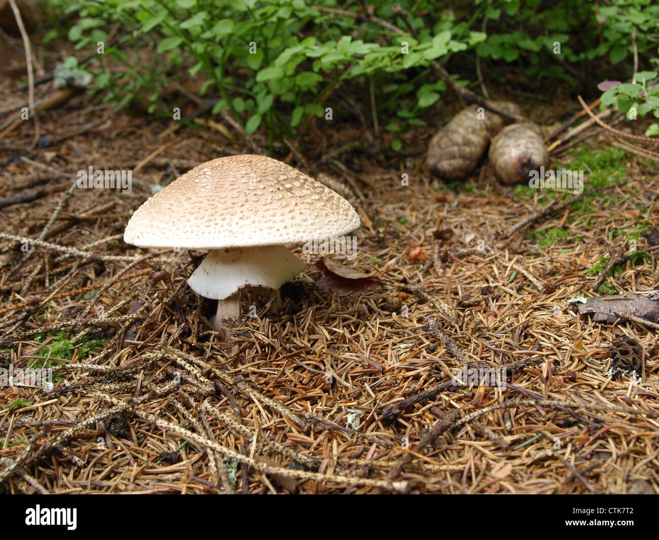 Beige fungi hi-res stock photography and images - Alamy