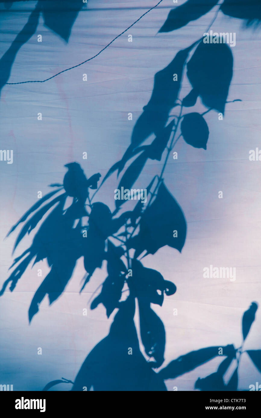 Shadow of a plant hi-res stock photography and images - Alamy