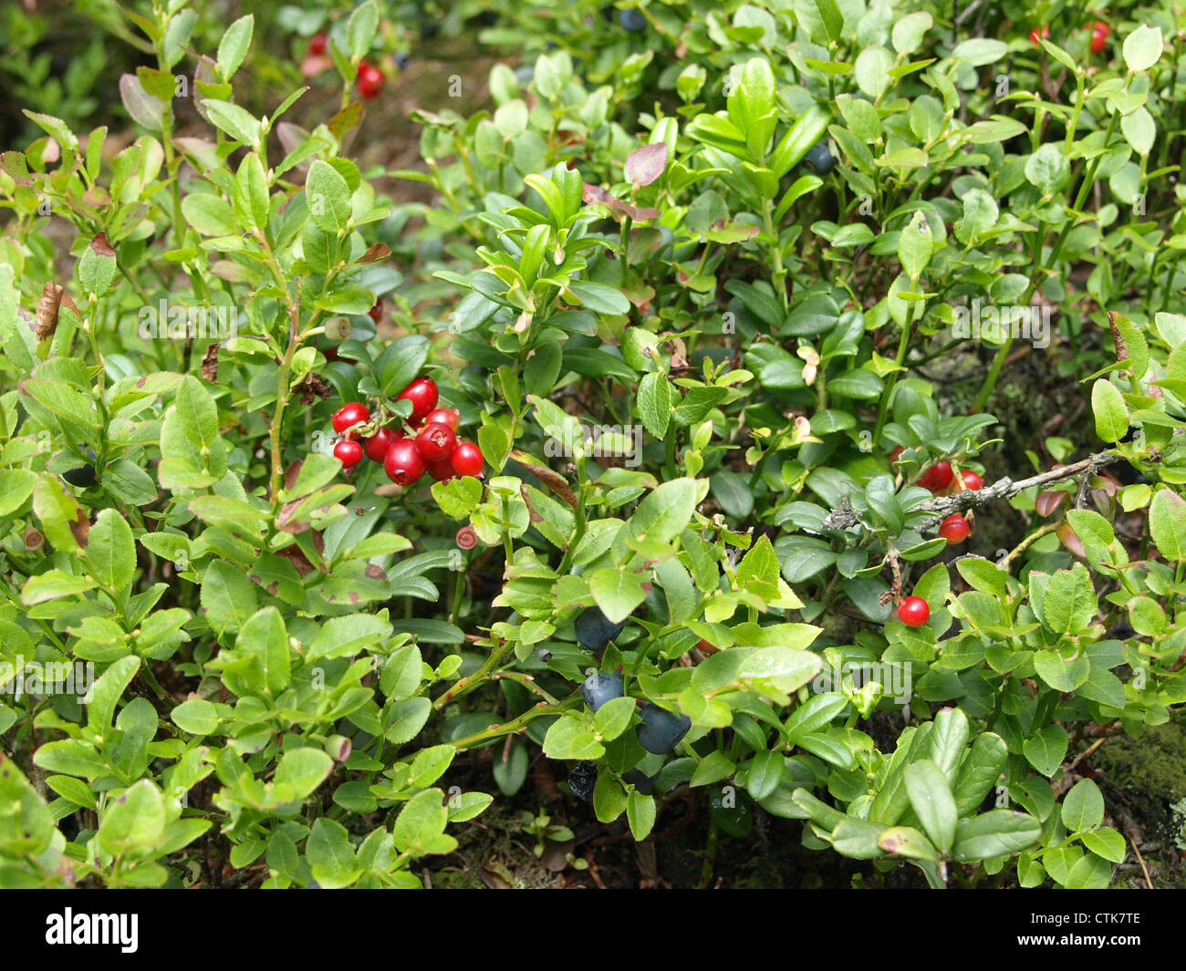 Quailberry hi-res stock photography and images - Alamy