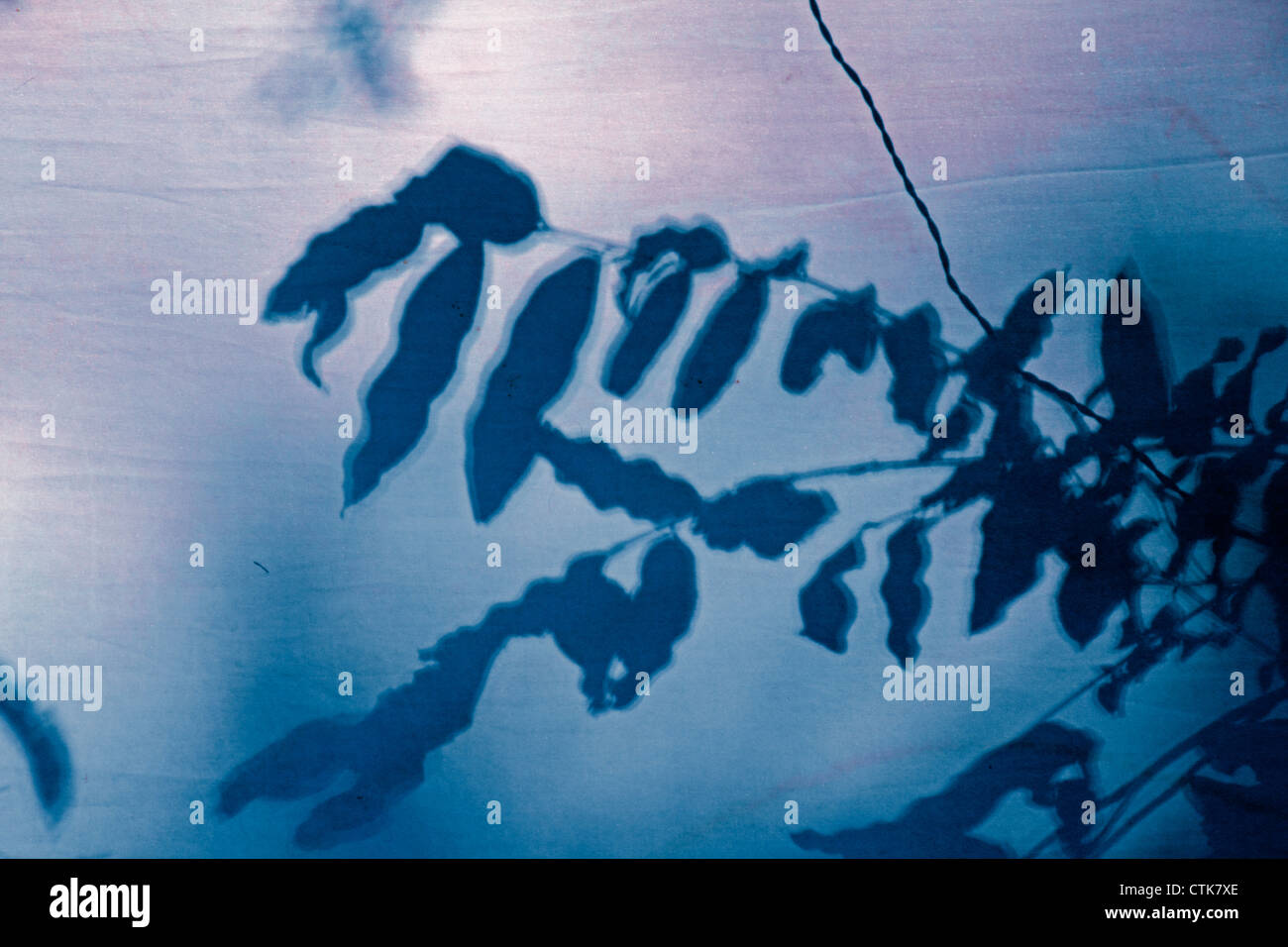 Shadow of a Plant Stock Photo - Alamy