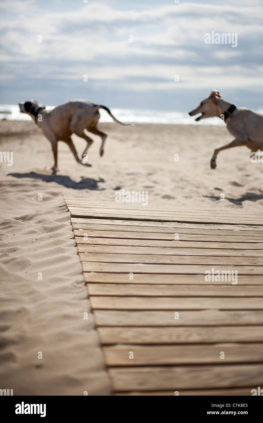 Two dogs running on the beach Stock Photo - Alamy