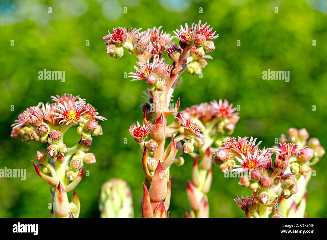Houseleek flower hi-res stock photography and images - Alamy