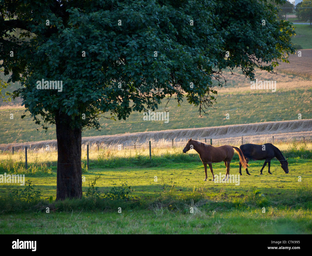 Horse standing under tree hi-res stock photography and images - Alamy