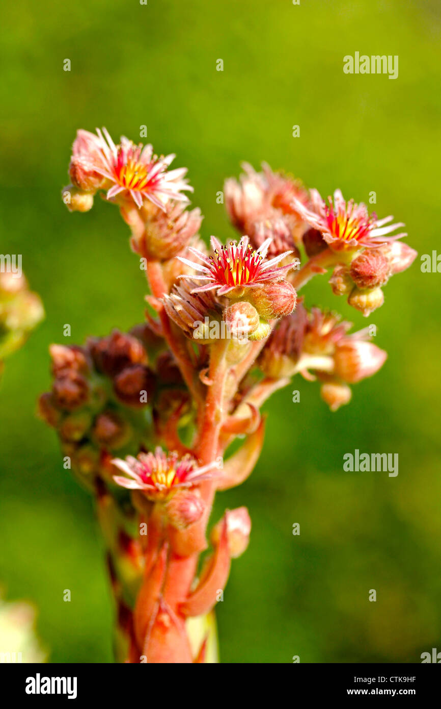 Houseleek. Sempervivum tectorum Stock Photo - Alamy