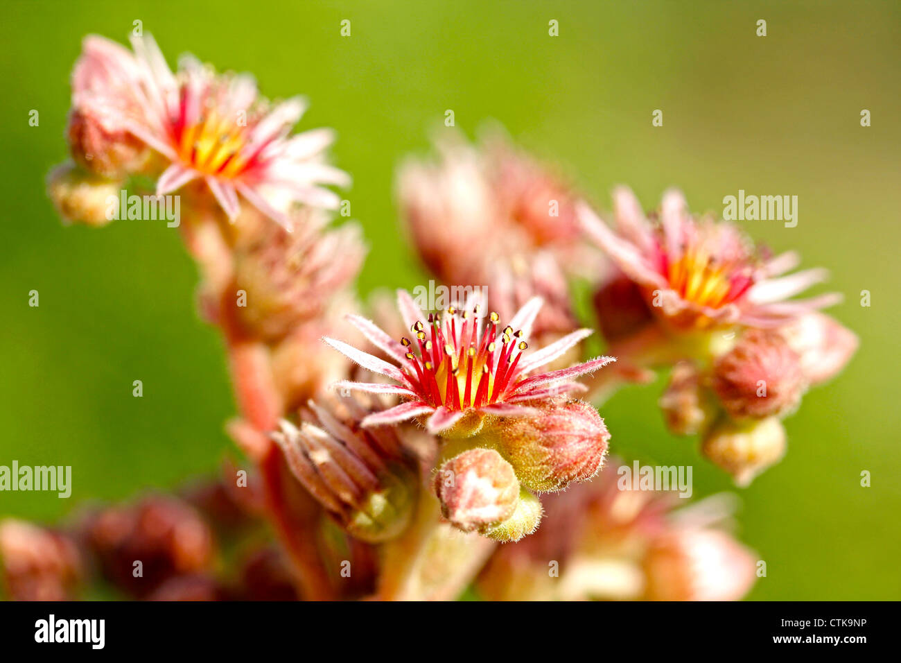 Houseleek flower hi-res stock photography and images - Alamy