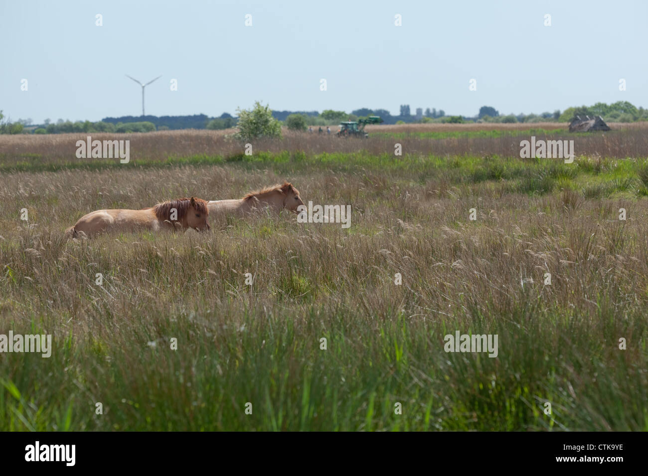 Norfolk Wildlife Trust. Hickling Broad, NNR, Norfolk. Largest of the ...