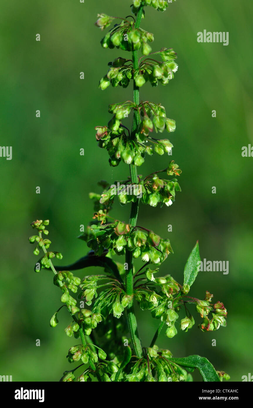 Dock weed hi-res stock photography and images - Alamy