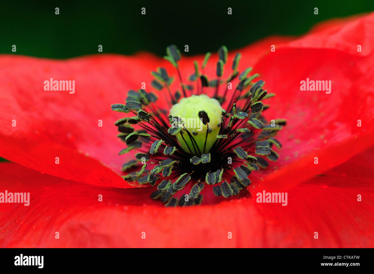 Poppy up close hi-res stock photography and images - Alamy