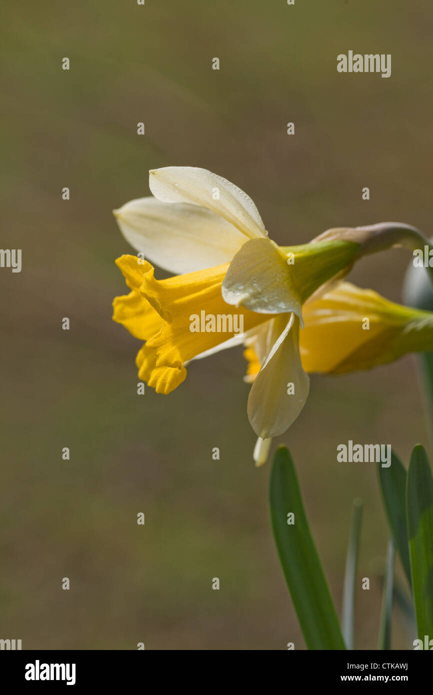 Daffodil (Narcissus pseudonarcissus). Flower head. Wild form. Norfolk Stock Photo - Alamy