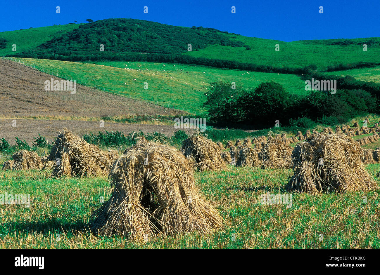 A field of traditional thatching stooks Dorset UK Stock Photo - Alamy