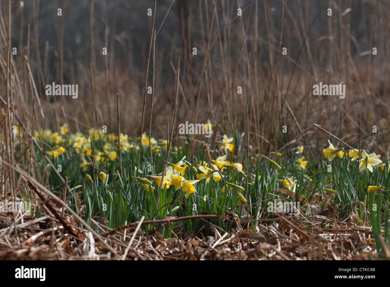 Daffodils (Narcissus pseudonarcissus). Wild form. Calthorpe Broad ...