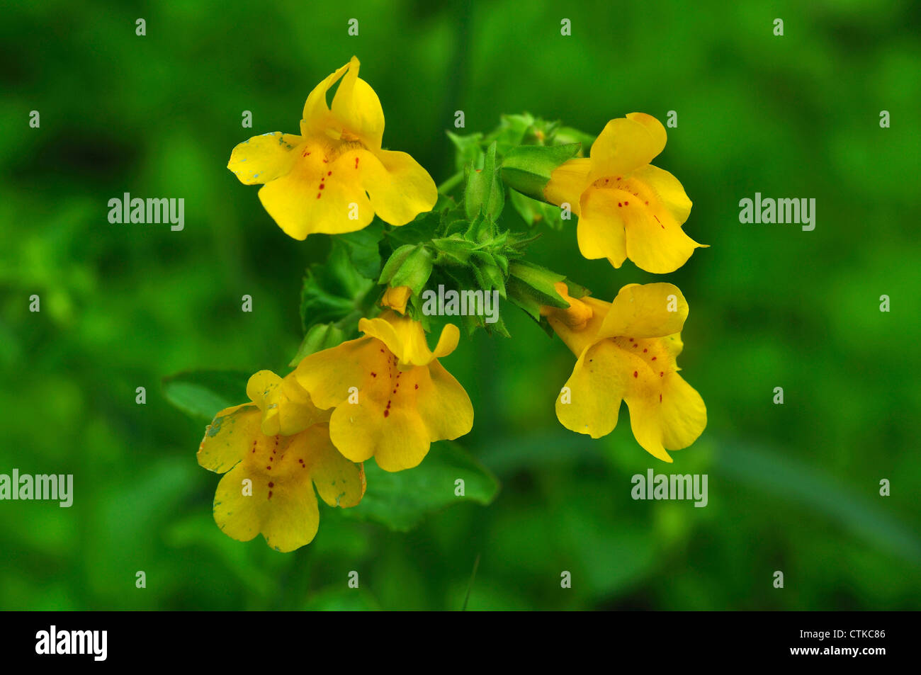Monkey flower or mimulus guttatus UK Stock Photo - Alamy