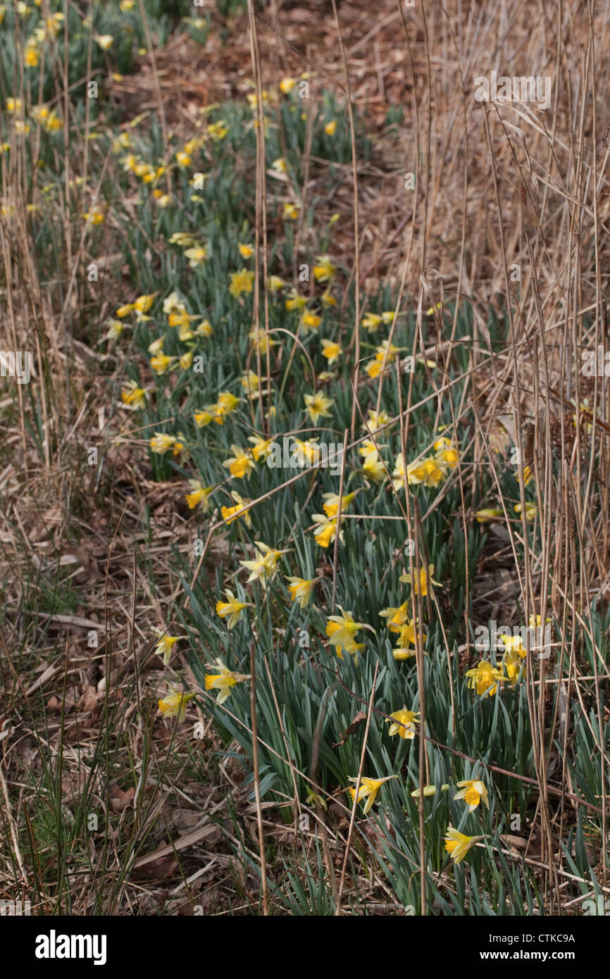 Daffodils (Narcissus pseudonarcissus). Wild form. Calthorpe Broad ...