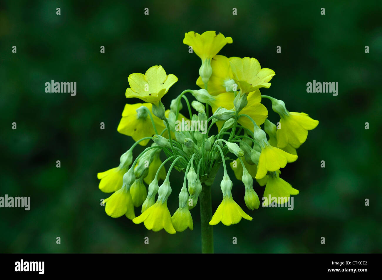 Bog garden hi-res stock photography and images - Alamy