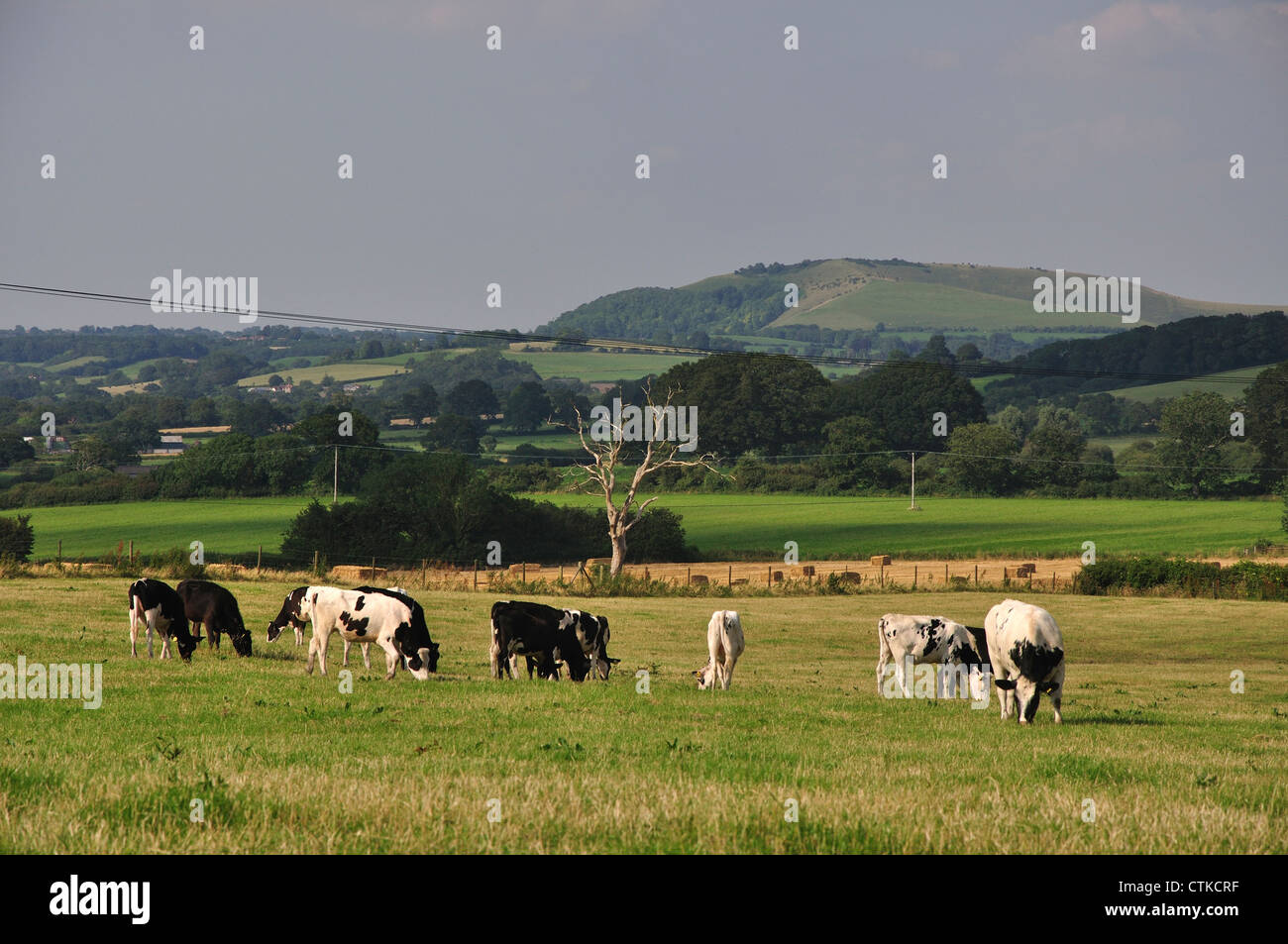 Uk farm cows landscape hi-res stock photography and images - Alamy