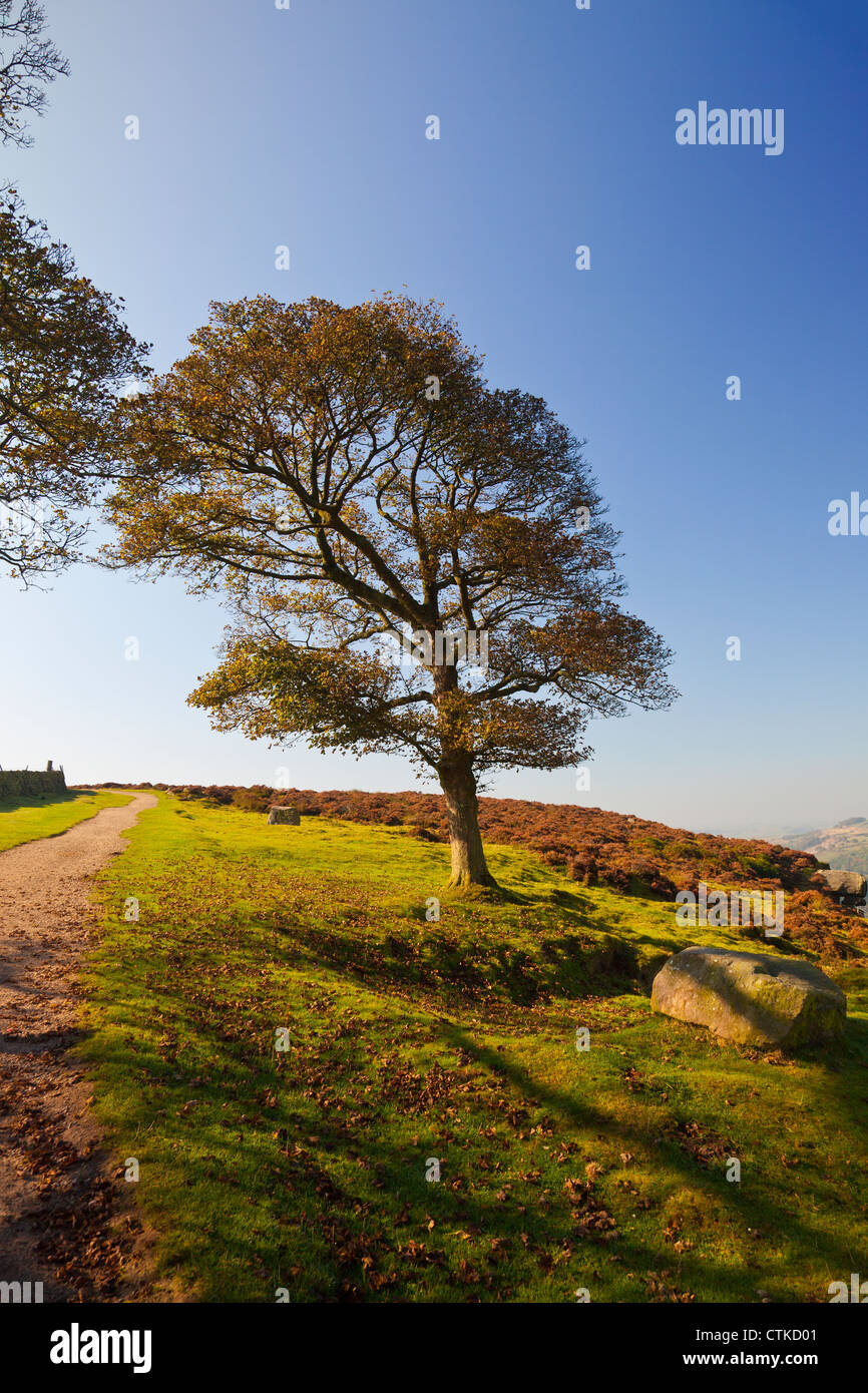 Wind blown sycamore tree above Baslow Edge in the Peak District ...