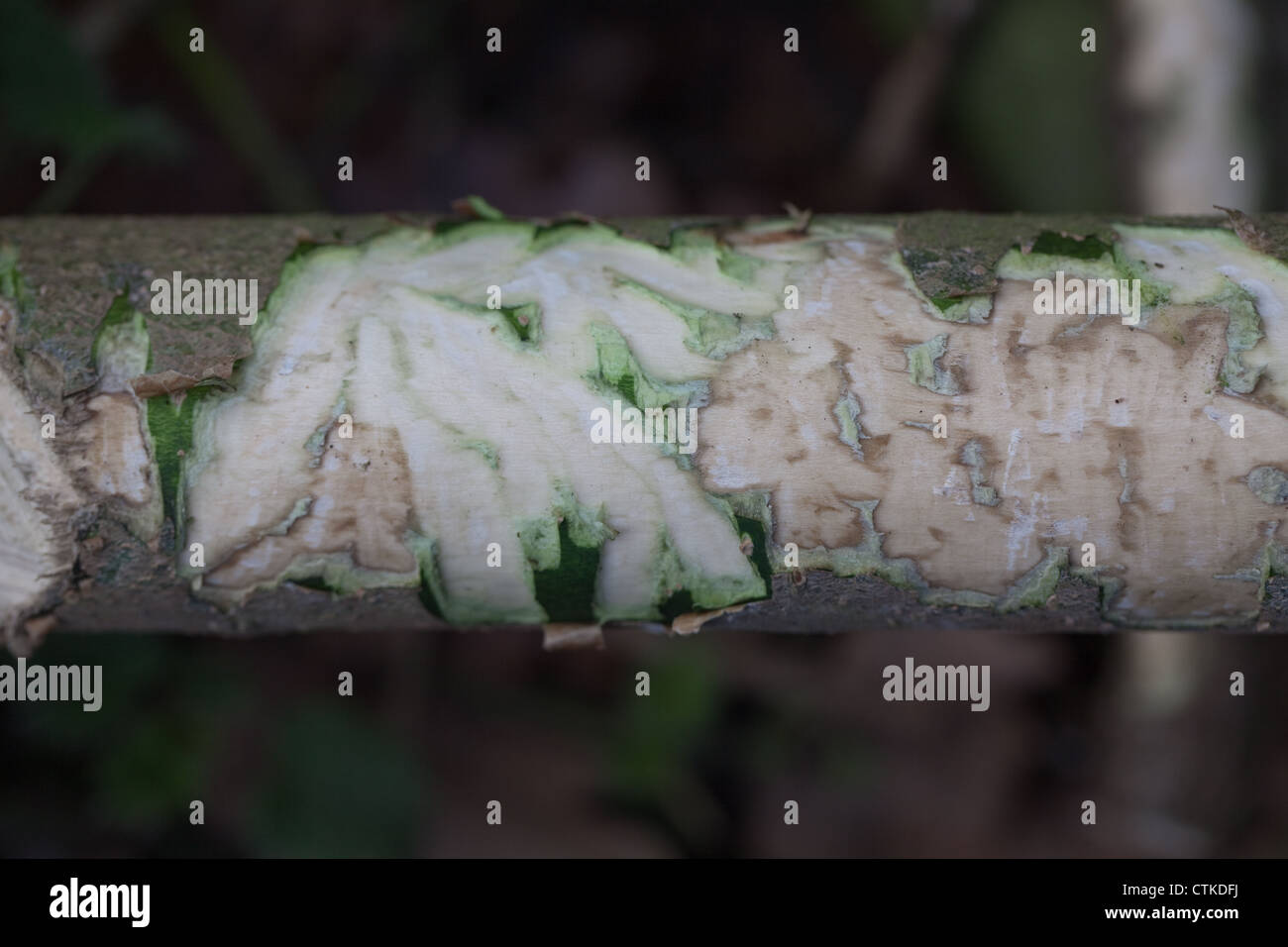 Rabbit damage hi-res stock photography and images - Alamy