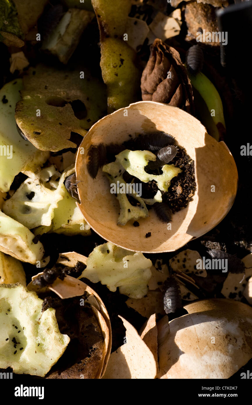 Household food waste recycling hi-res stock photography and images - Alamy
