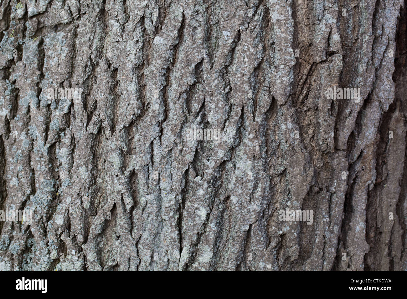 Ash tree bark hi-res stock photography and images - Alamy