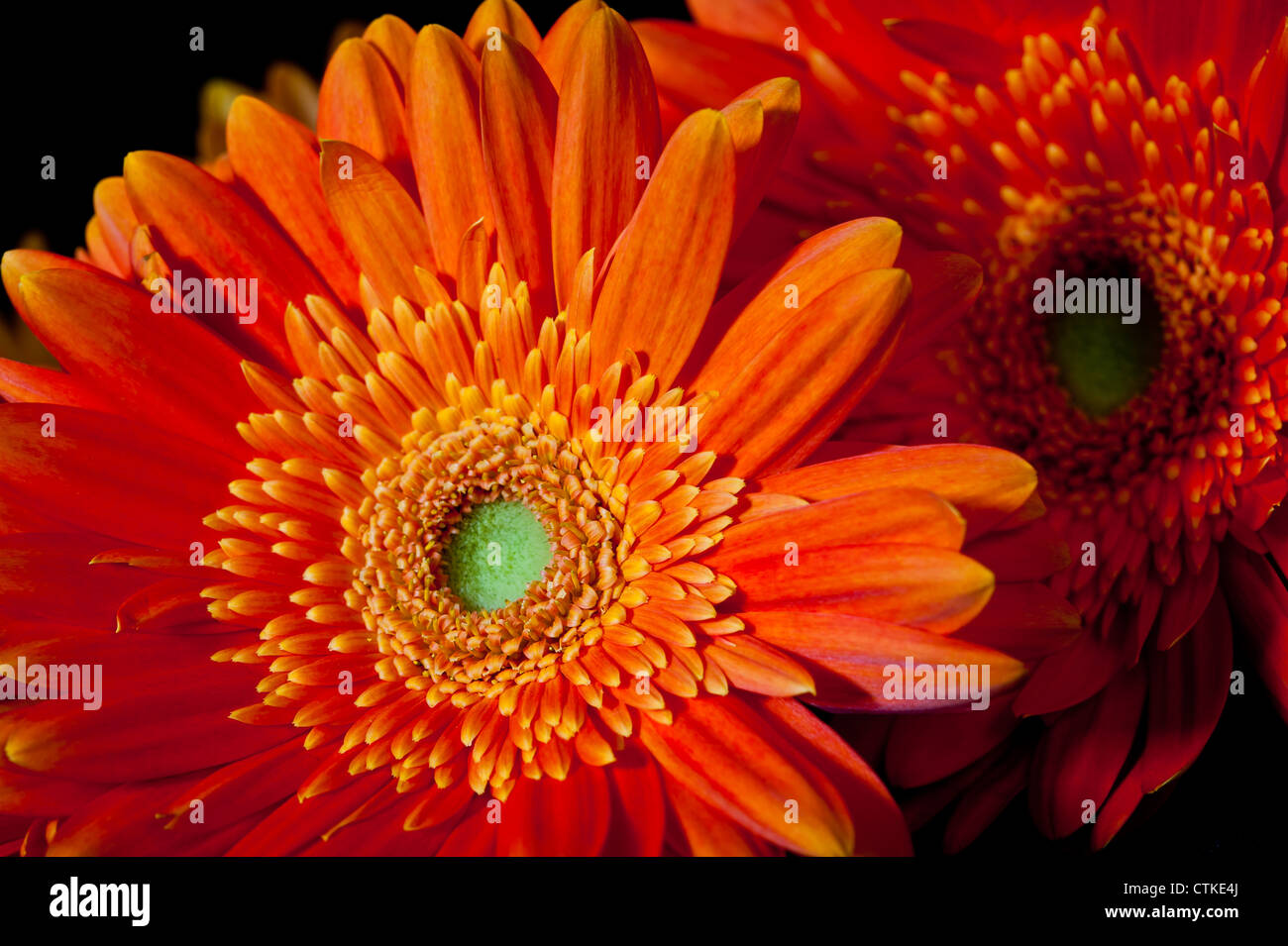 Two orange gerbera heads African daisy daisies on a black background ...