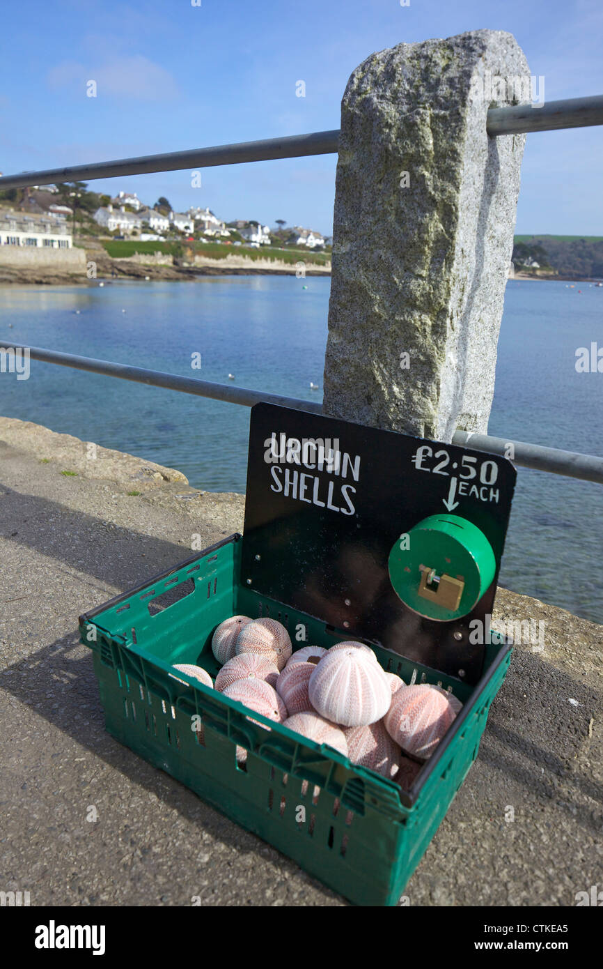 Urchin shells for sale, St Mawes, Cornwall, Southwest England, UK, GB ...