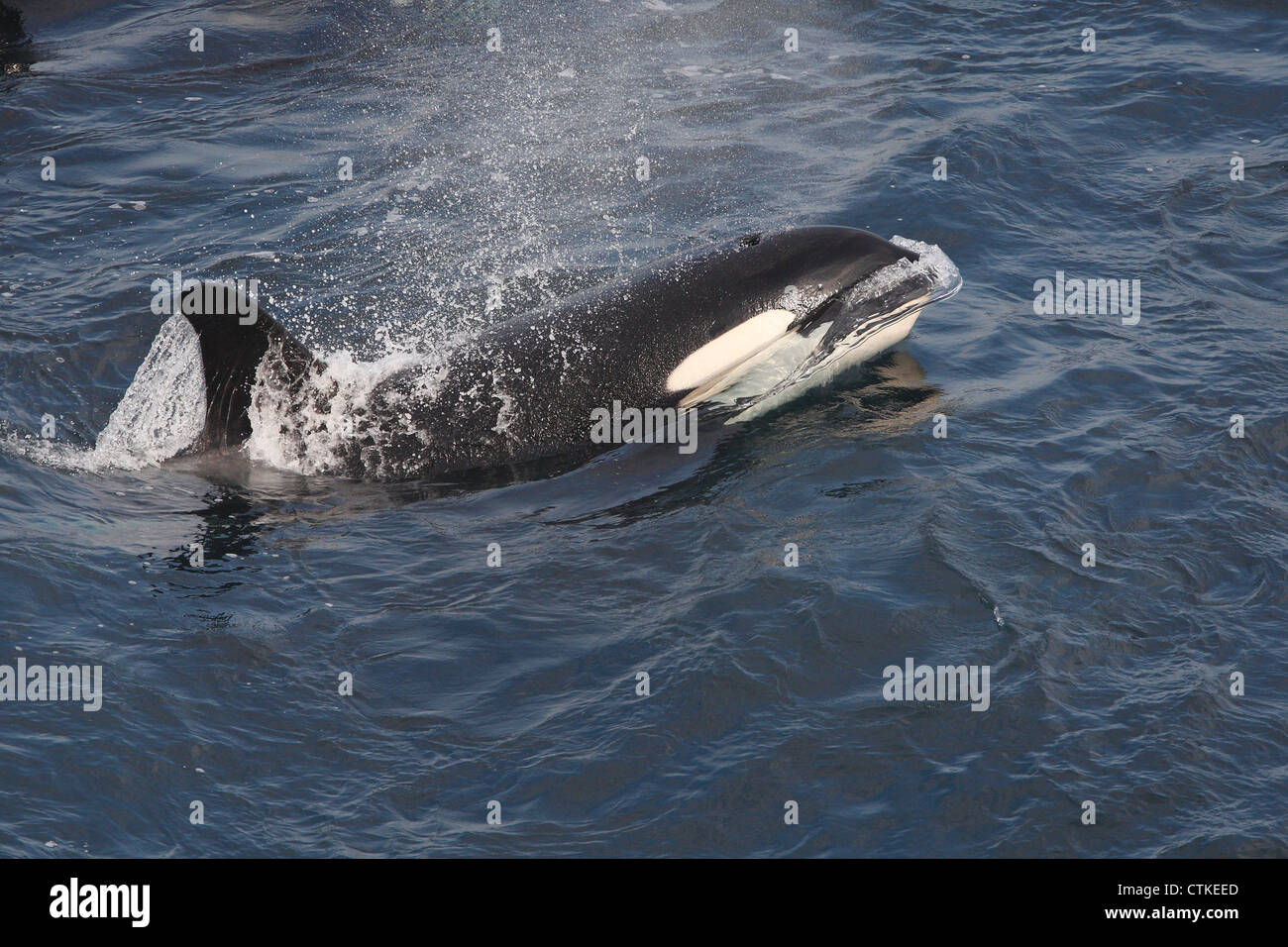 Orca Hunting Dolphin