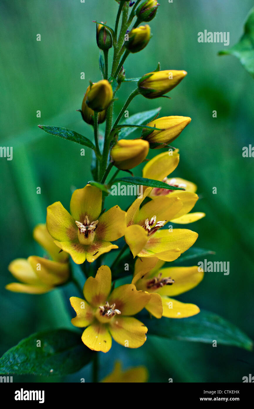 Lysimachia vulgaris (Garden Loosestrife, Yellow Loosestrife or Garden ...