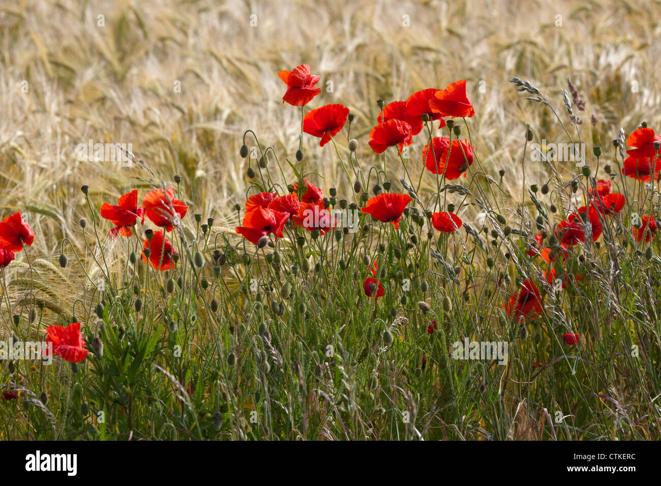 Poppy (Papaver rhoeas). Growing on perimeterof a nearly ripe barley ...