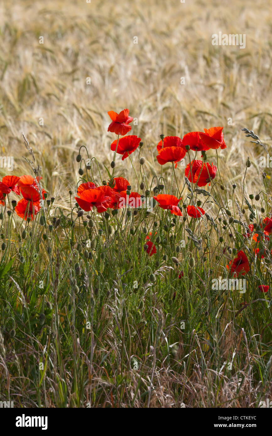 Poppy (Papaver rhoeas). Growing on perimeterof a nearly ripe barley ...