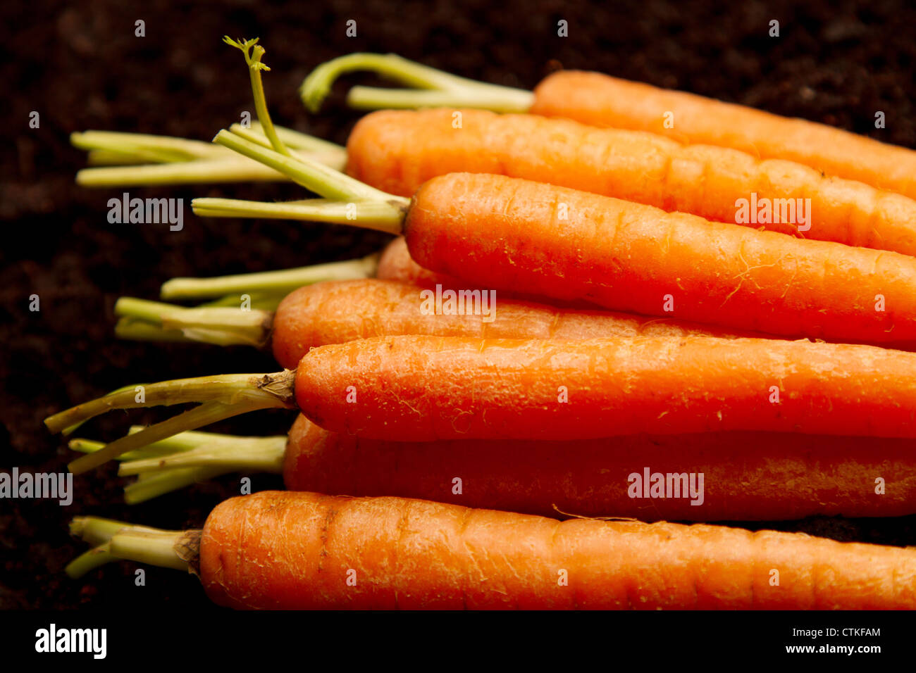 A handful of carrots placed on a background of compost Stock Photo - Alamy