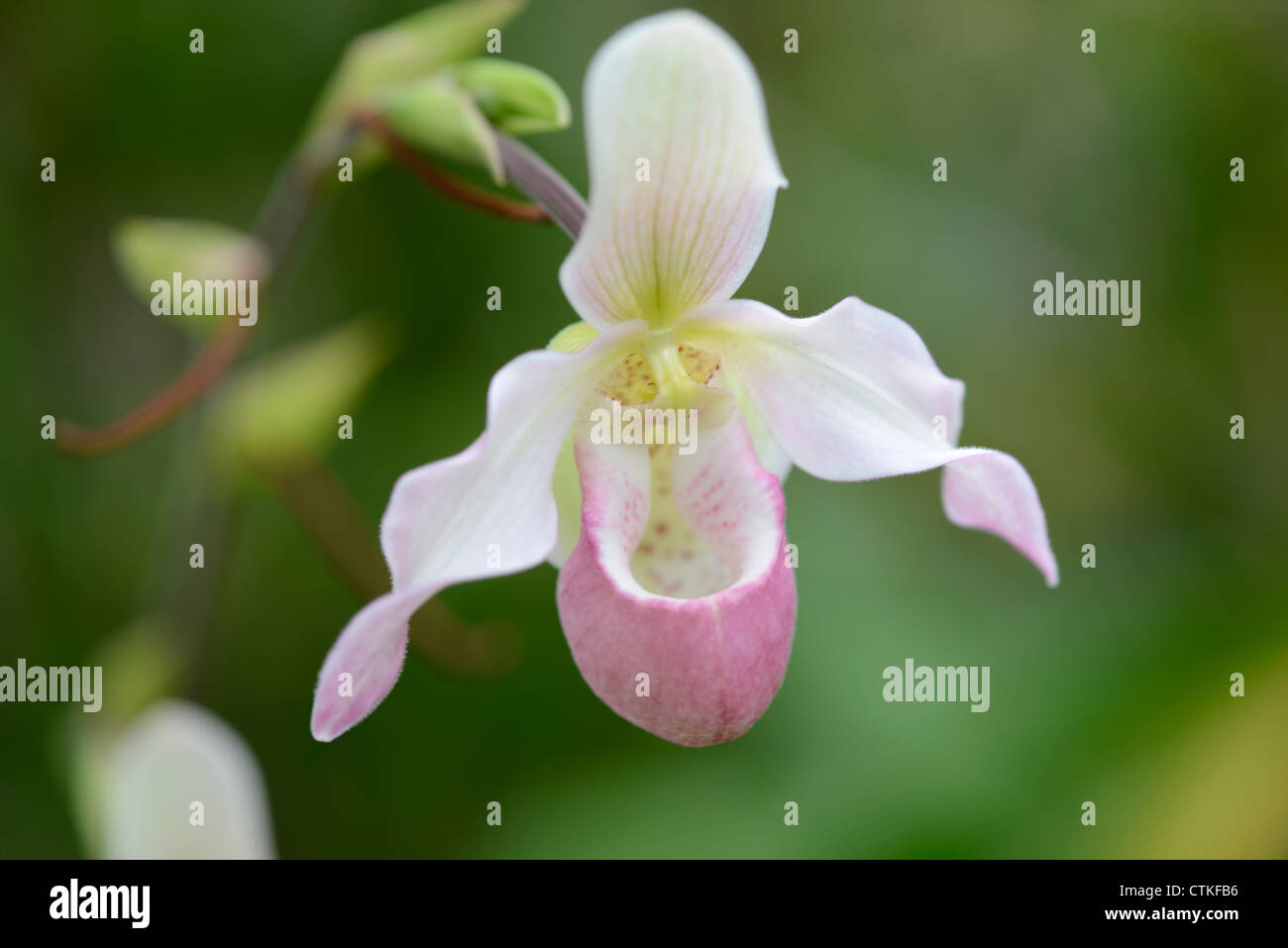 Structural plants hi-res stock photography and images - Alamy