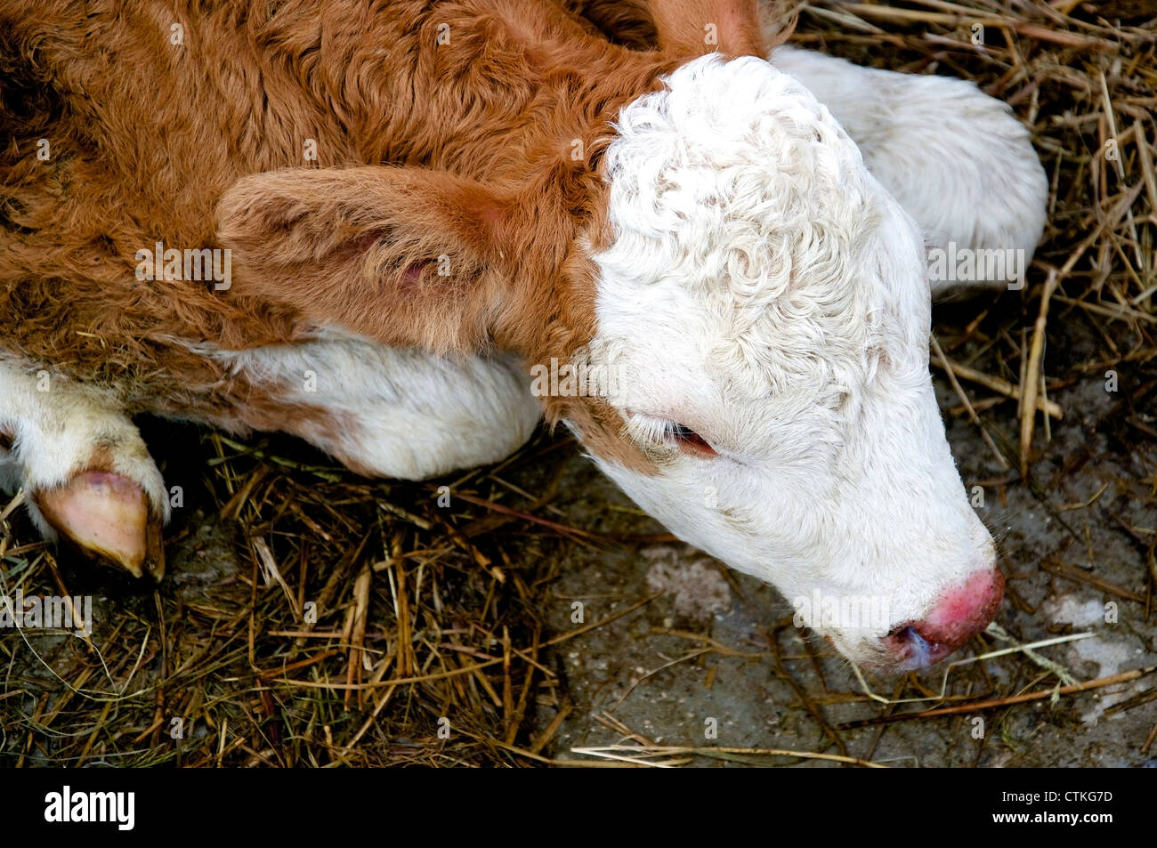 Baby Calf, born just a few hours before Stock Photo - Alamy