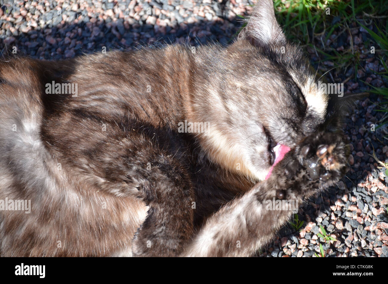 Cat lie and relaxing and lick hers paw Stock Photo - Alamy