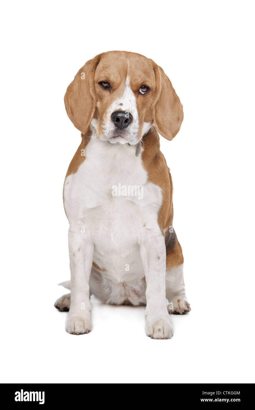 Beagle hound Cut Out Stock Images & Pictures - Alamy