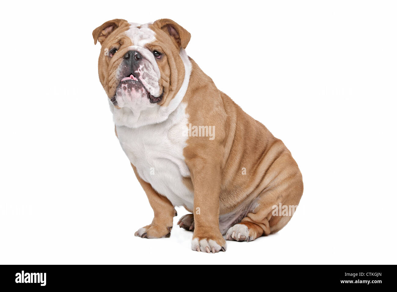 English Bulldog in front of a white background Stock Photo - Alamy
