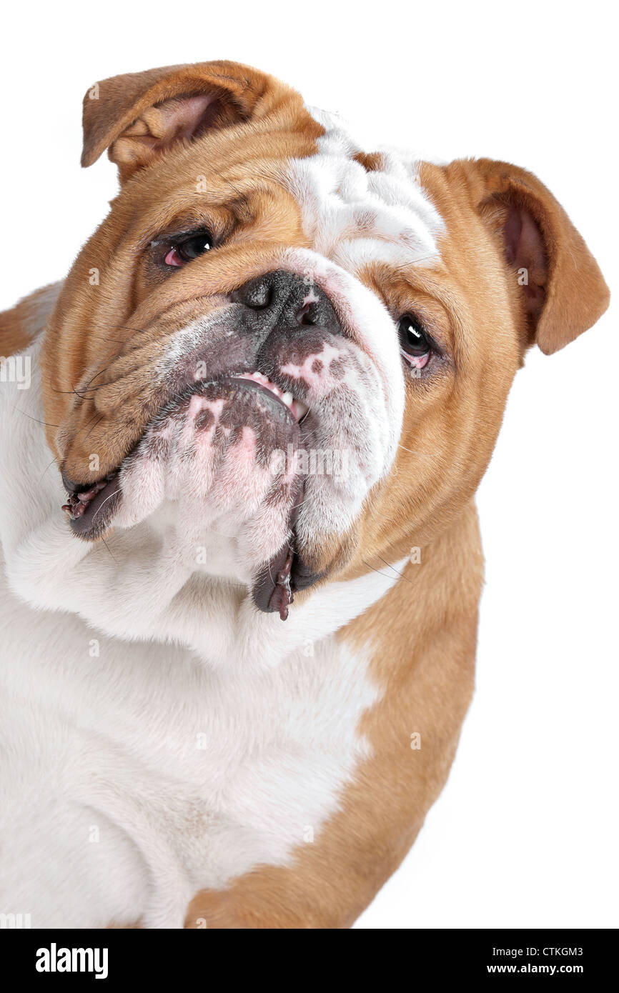 English Bulldog in front of a white background Stock Photo - Alamy