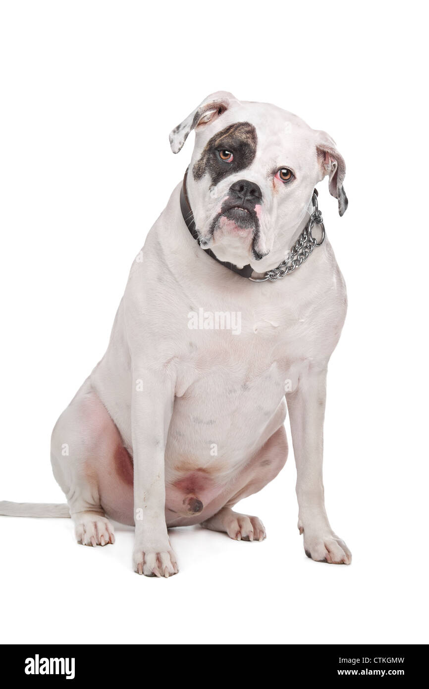 American Bulldog in front of a white background Stock Photo - Alamy