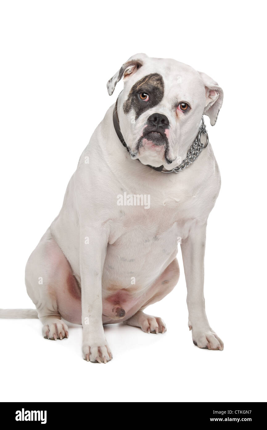 American Bulldog in front of a white background Stock Photo - Alamy