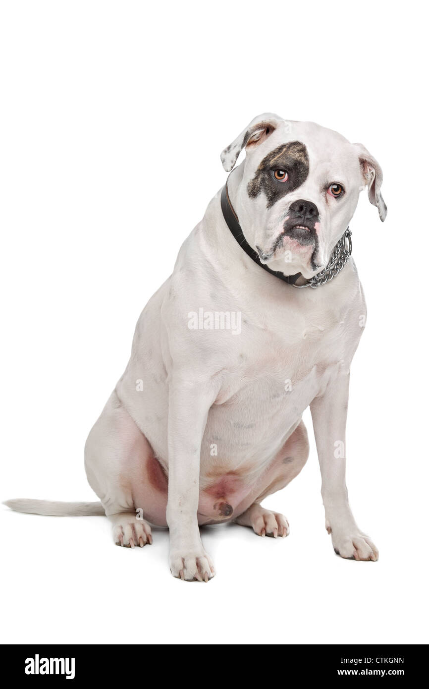 American Bulldog in front of a white background Stock Photo - Alamy