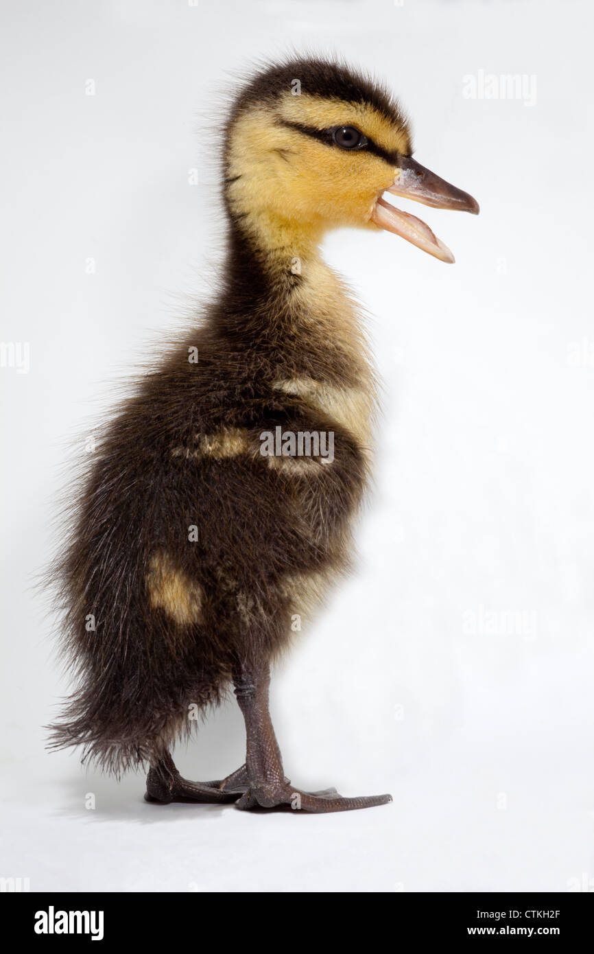 Quacking bird hi-res stock photography and images - Alamy