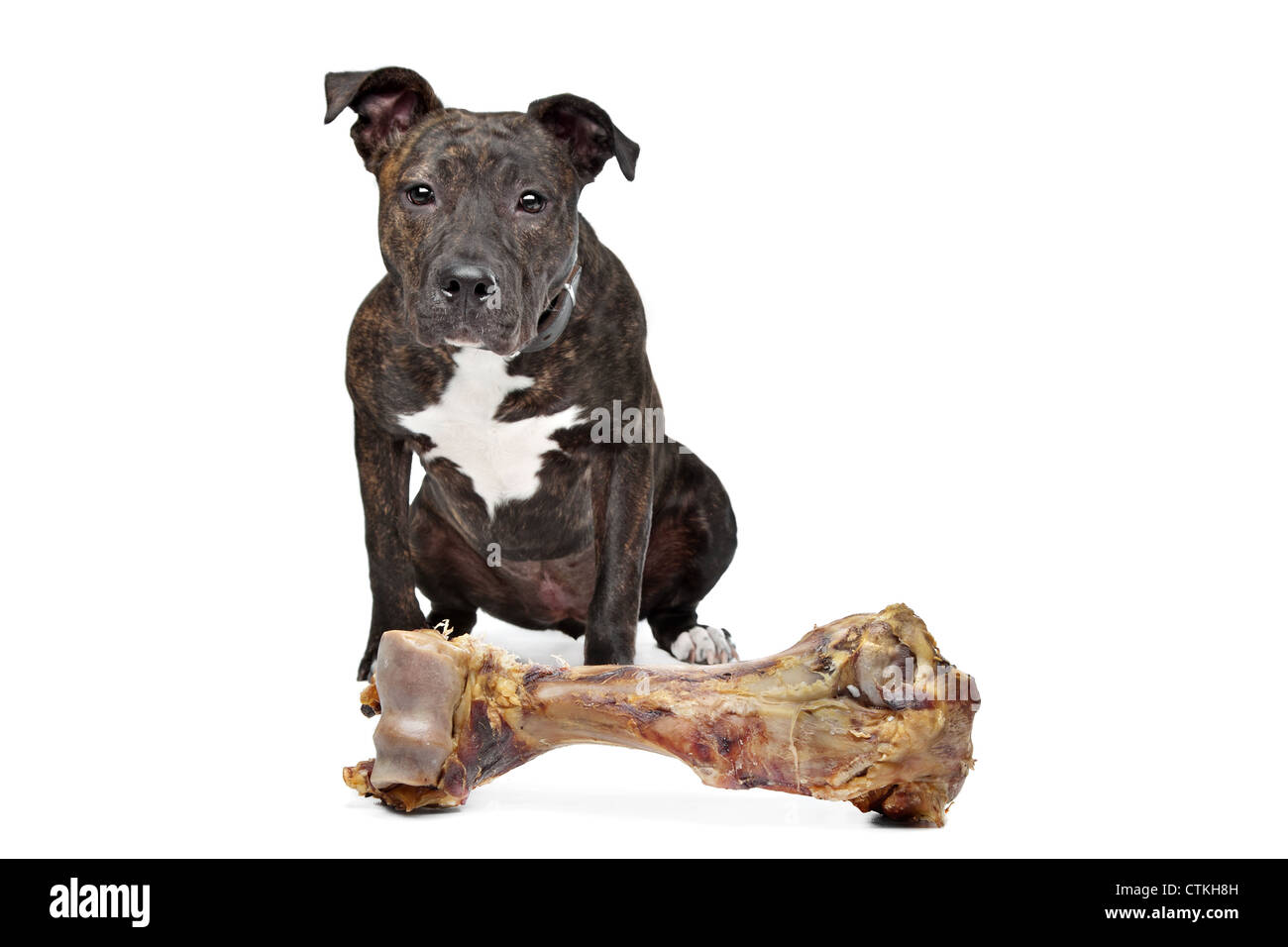 American Staffordshire terrier with a big bone in front of a white ...