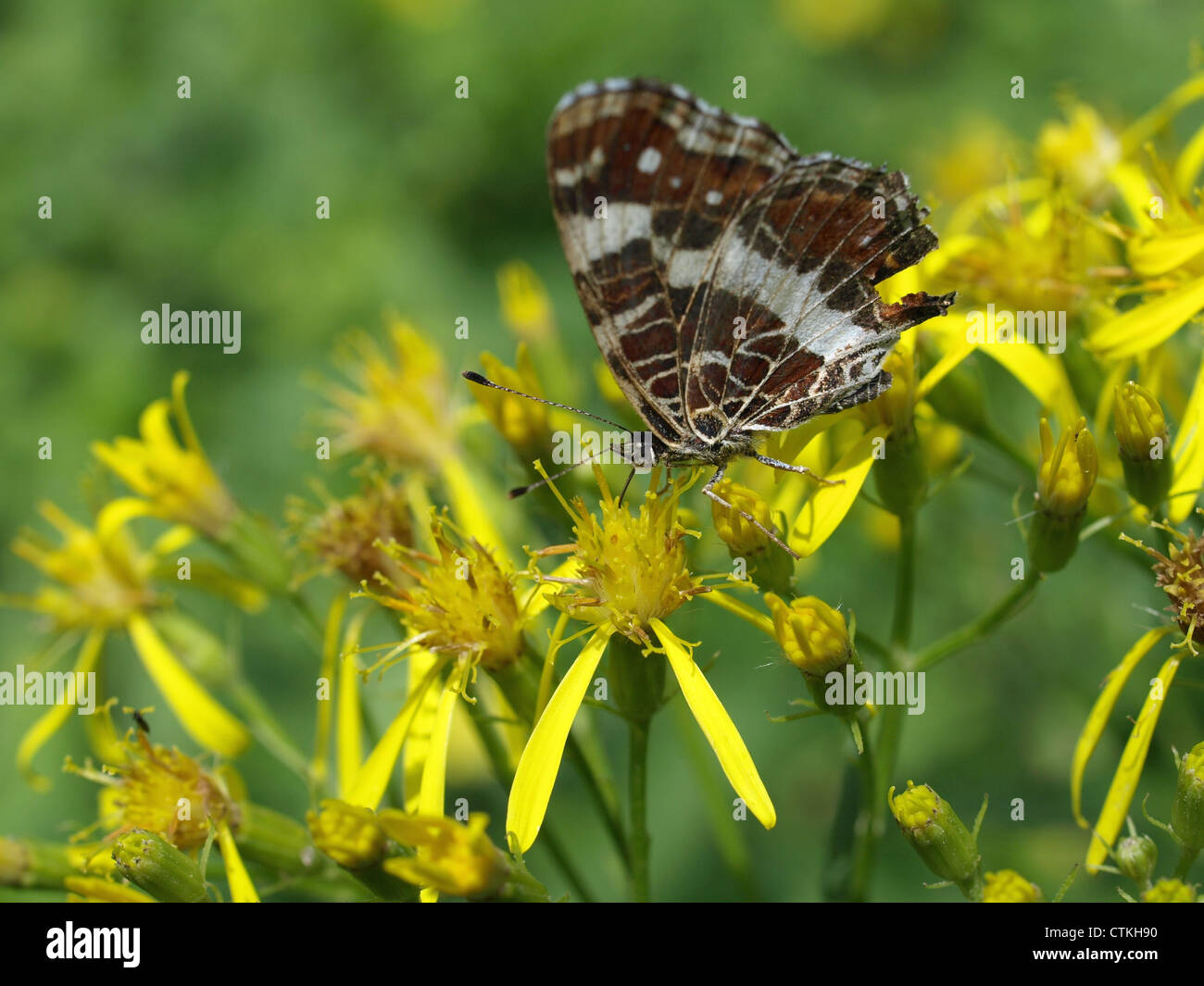Map, butterfly, second (summer) generation / Araschnia levana ...