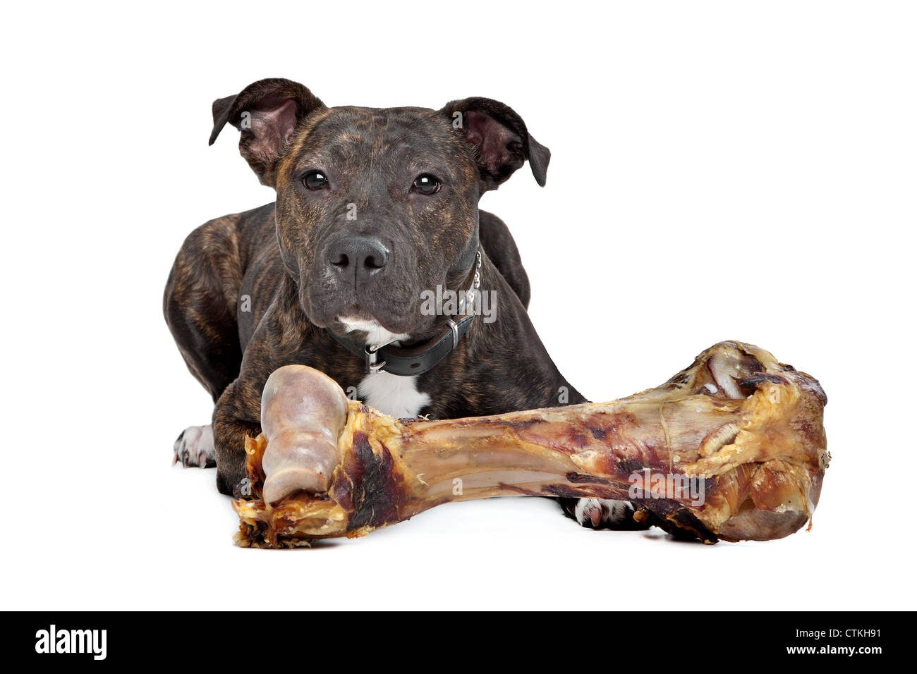 American Staffordshire terrier with a big bone in front of a white ...